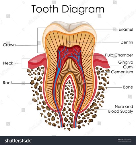 Medical Education Chart Biology Tooth Anatomy Stock Vector Royalty