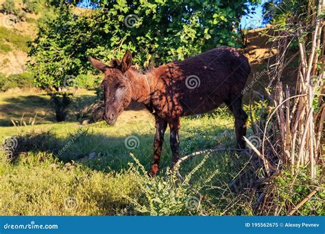 L Ne De P Turage Au Maroc Au Jour Ensoleill Image Stock Image Of