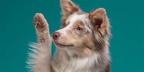 Cómo Cuidar Las Patitas De Tu Perro Fanáticos De Las Mascotas