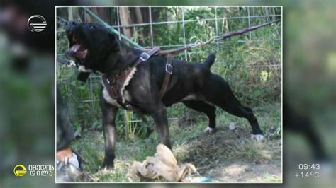 უნდა აიკრძალოს თუ არა კონკრეტული ჯიშის ძაღლების გამრავლება ქვეყანაში Youtube