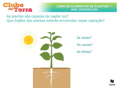 Como Se Alimentam As Plantas Retoedu
