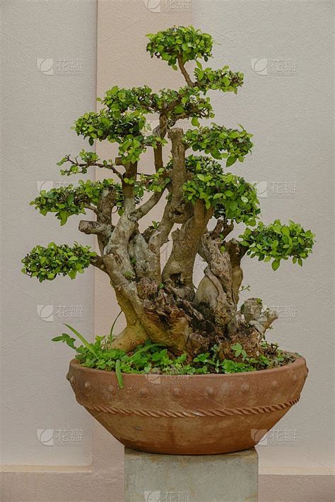 矮树素材 花瓣网