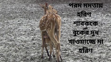 হরিণ শাবকের দুধ খাওয়ার দৃশ্য। Youtube