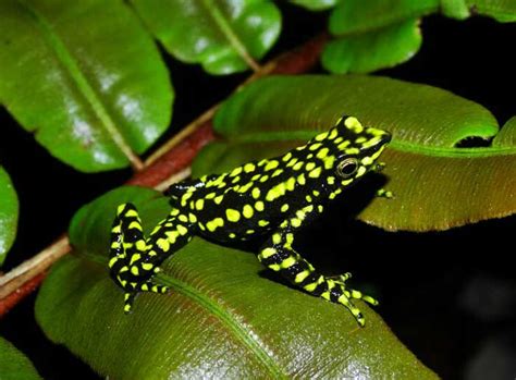 Costa Rican Variable Harlequin Toad The Intriguing Atelopus Varius