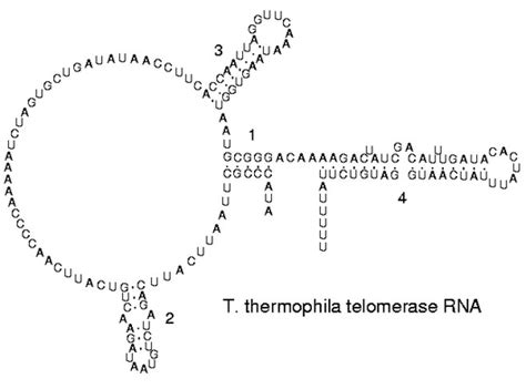 ROSALIND Glossary RNA Folding