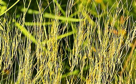 Aristida Meridionalis Henrard World Flora Pl Ntnet Identify