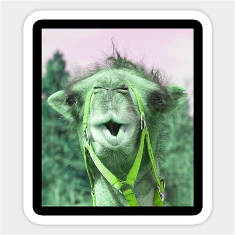 Camel Camel Sticker Teepublic