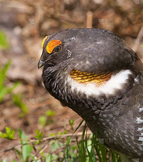 乌黑的松鸡显示素材 花瓣网