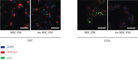 A C Cellular Uptake Of Pm And Expression Of Tumor Homing Molecules