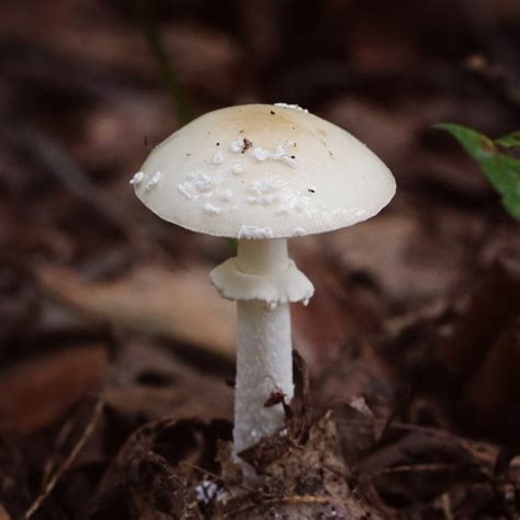 North American Amanitas A Detailed Identification Guide Mushroom