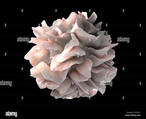 Dendritic Cell Hi Res Stock Photography And Images Alamy