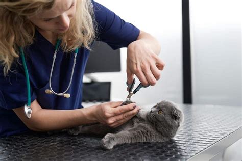 Overgrown Cat Claws How To Trim Without Hurting Petmaximalist