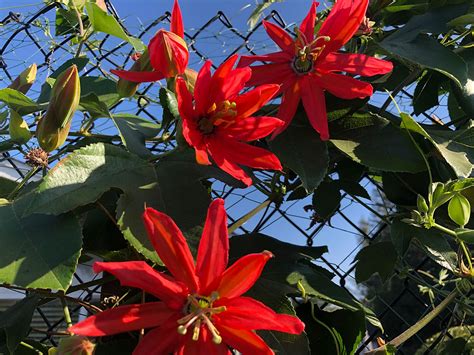 Passiflora Parritae X Tarminiana ‘oaklandia Seeds 30 Seeds The