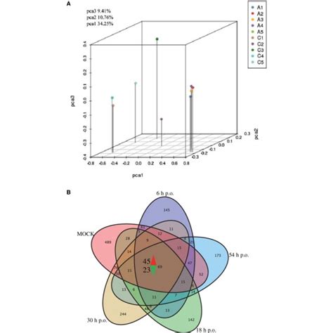 Differentially Expressed Genes Mapped Through Rna Seq A Principal