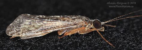 Hydropsyche Bugguidenet