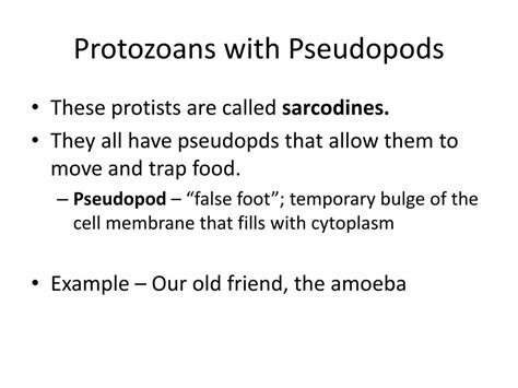 Ppt Animal Like Protists And Funguslike Protists Powerpoint