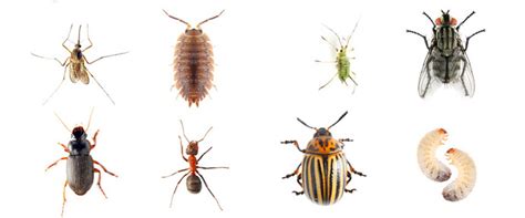 Common House Bugs