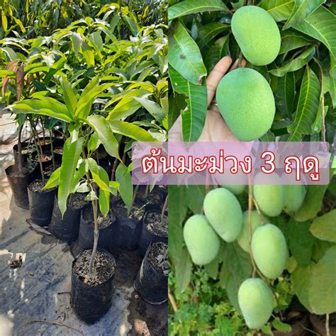 ต้นมะม่วง 3 ฤดู มะม่วงสามฤดู เสียบยอด ผลดิบรสชาติเปรี้ยว ผลดกออกผล