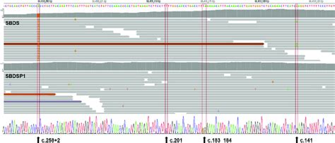 aligned ngs reads from wes data top and sanger sequencing peak map