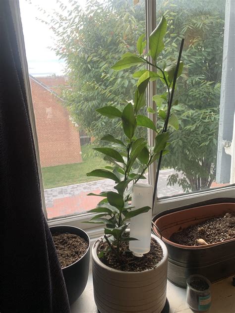 Indoor Lemon Tree Should I Prune Or Leave It As It Is R Citrus