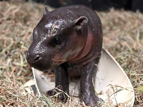 Full Grown Pygmy Hippopotamus