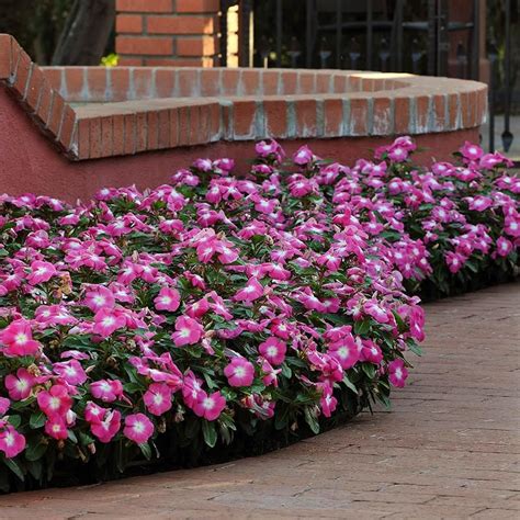 Vinca Titan Rose Halo F1 Seed Vinca Garden Beds Beautiful Flowers