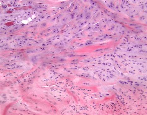 Histology At Siu