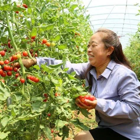 【走进乡村看振兴】柏树乡：订单农业促增收种植瓜果小番茄
