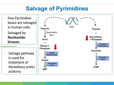 Primidine Metabolismpptx