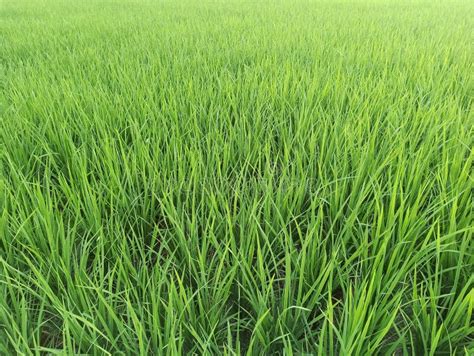 Campo De Arroz Verde En Punjab Imagen De Archivo Imagen De
