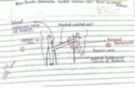 Solution Cubital Fossa Anatomy Studypool