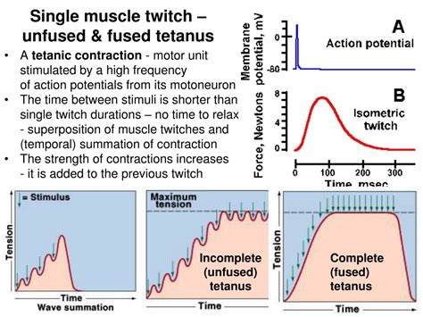 Ppt Biophysics Of Muscle Contraction Powerpoint Presentation Free