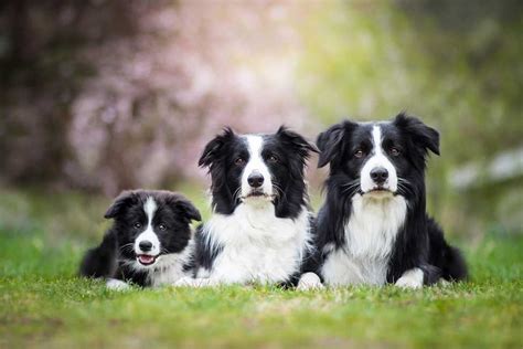 Collie Vs Border Collie Lucy Pet