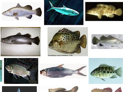 Jenis Ikan Air Payau Dan Gambarnya Beserta Keterangannya Rahasia Trik