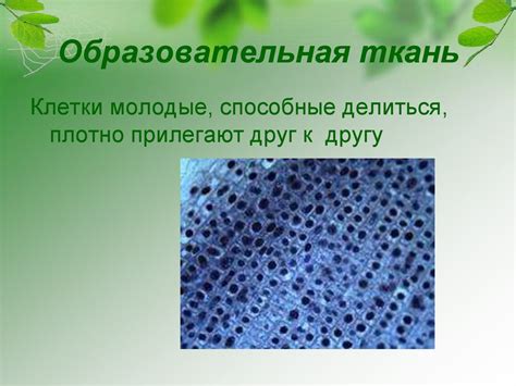 Ткани растений презентация онлайн