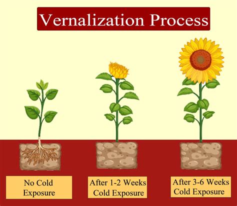 What Is Vernalization A Growth Curve And Response To Live B Recurrence Of Day And Night C