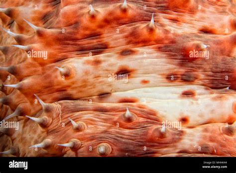 Red Holothurian Underwater While Diving In Indonesia Stock Photo Alamy