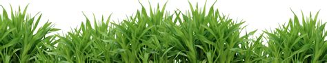 Grass Png Image Green Grass Png Picture