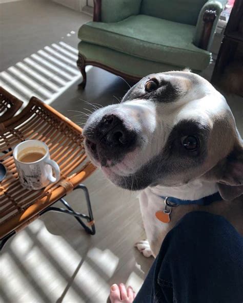 Bullypit Is The American Bulldog Pitbull Mix Your Kind Of Dog K9 Web