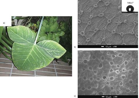 A Photograph Of Xanthosoma Sagittifolium Leaves B Sem Image Of A