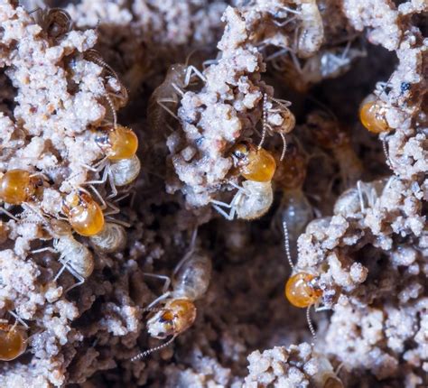 Identify Termites In Mid Missouri Steves Pest Control