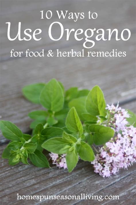 10 Ways To Use Oregano Homespun Seasonal Living