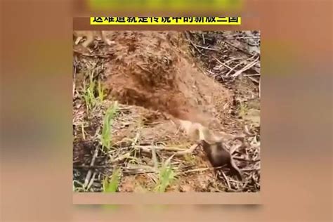 三只狗围攻一只猫咪，猫咪毫不畏惧迎战，这难道就是传说中的新版三国猫咪三国