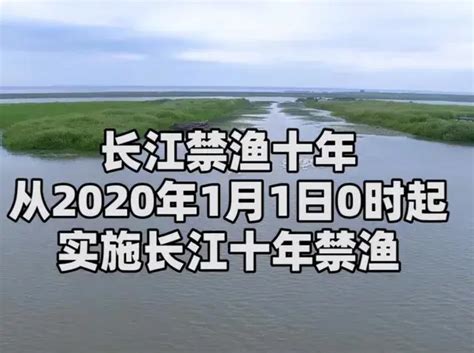 白暨豚灭绝了吗长江禁渔十年江豚数量变多却没发现中华鲟产卵 知乎