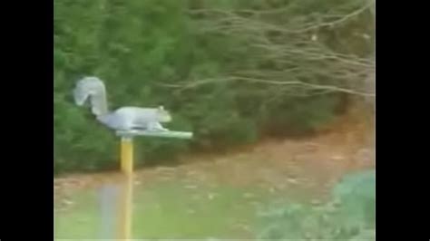 Squirrel Obstacle Course Xxx Mobile Porno Videos And Movies Iporntv Net