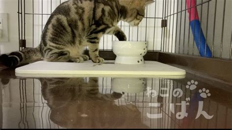 ねこのこばん Neko No Coban Twitter