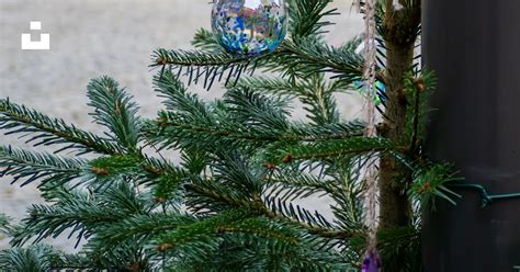 장식품이 매달려 있는 크리스마스 트리 사진 Unsplash의 무료 식물 이미지