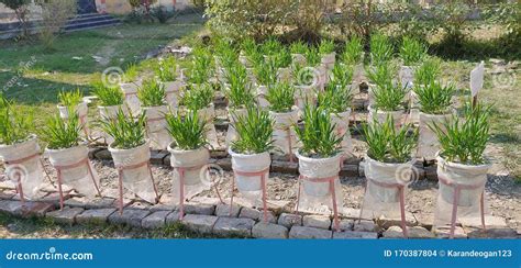 Cropping System And Intercropping In West Java Indonesia Stock