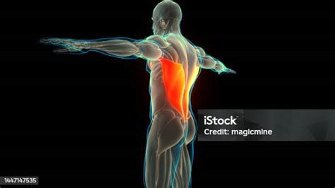Sistema Muscolare Umano Muscoli Del Tronco Latissimus Dorsi Anatomia