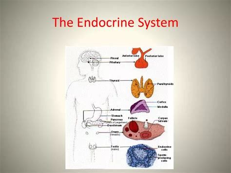 Free Powerpoint Templates Endocrine System Printable Templates